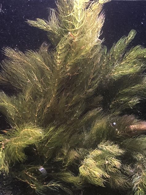 Hornwort Marine Warehouse Aquarium