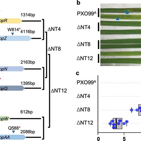 Type Iii Effector Gene Mutants Created By Multiplex Base Editing Download Scientific Diagram