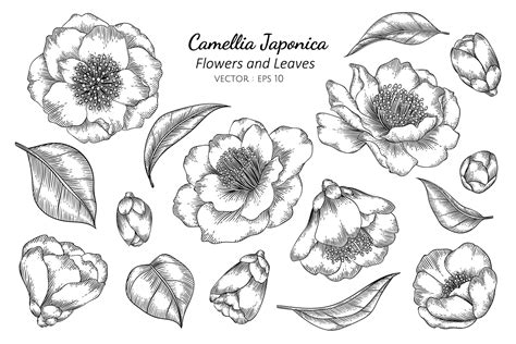 Camellia Japonica Flor E Folha Linha Arte Desenho Vetor No Vecteezy