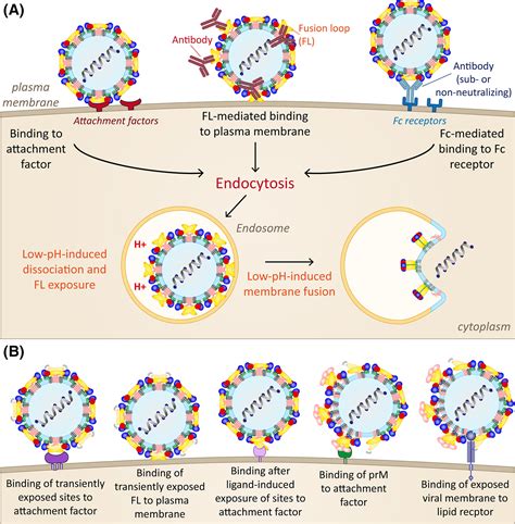 Impact Of Structural Dynamics On Biological Functions Of Flaviviruses Stiasny The