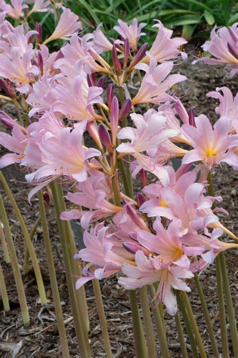 31 Naked Lady Plant Ideas In 2025 Plants Amaryllis Flower Garden