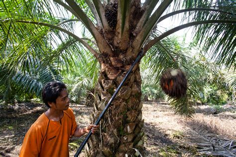 State Wide Approach Could Transform Palm Oil