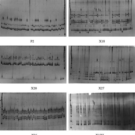 Gel Electropherogram Of Six Ssr Marker For Some P Sibirica Clones