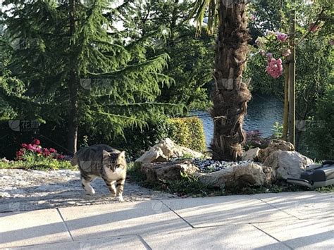 一只猫在棕榈树下