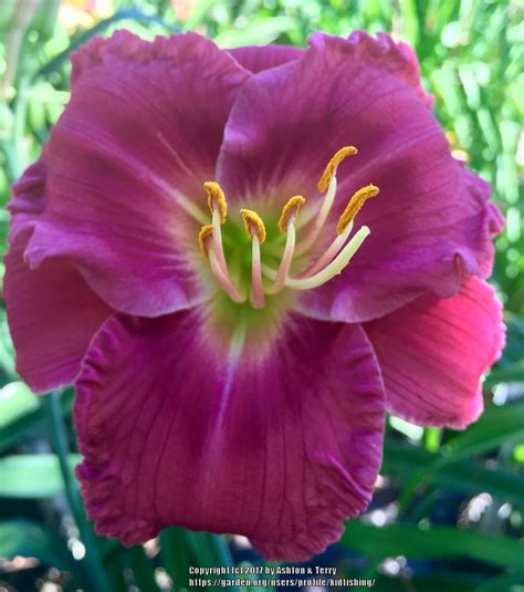 Daylily Hemerocallis Raspberry Bouquet In The Daylilies Database