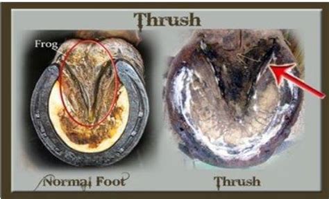 Thrush In Horses Pododermatitis Fox Run Equine Center Facebook