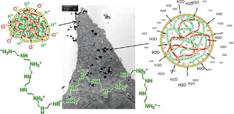 The Proton Sponge Paradigm Intracellular Delivery Of Dna Red String