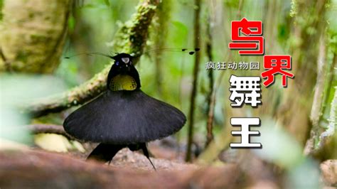 六羽极乐鸟求偶， 鸟界舞王”，一只为爱情而舞的绅士鸟，纪录片腾讯新闻