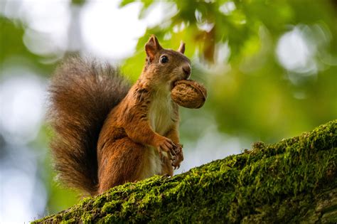 Squirrel Hd Wildlife Rodent Hd Wallpaper Rare Gallery