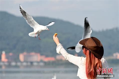 Мөнхийн хаврын хот гэгддэг Кунминьд нүүдлийн цахлай шувууд иржээ Cctv