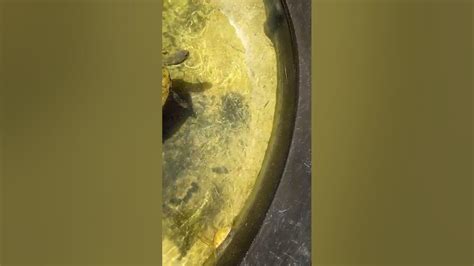 Yyyy She So Cute Youtube