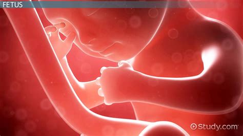 Embryo Definition