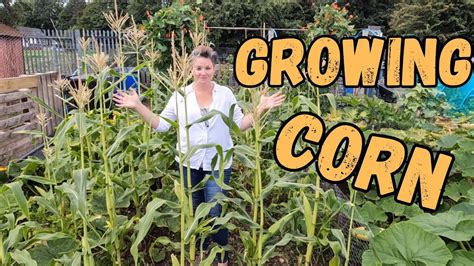 Sowing And Growing Corn Guide For Beginners Day 3 Of May Sowings On