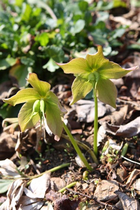 플가 헬레보루스 니게르 Helleborus Niger