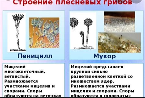 Плесневые грибы виды строение размножение использование значение