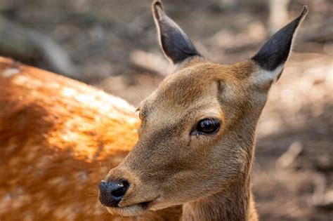 Premium Photo Deer In Natural Environment