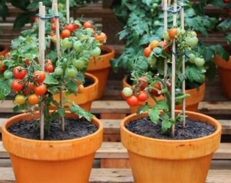 How To Grow Strawberries Indoors Artofit