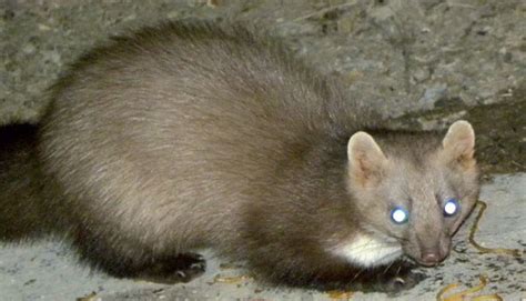 سمور سنگی همسایه سمور جنگلی است گلونی