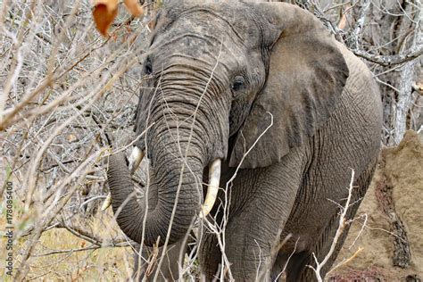 Do Elephants Eat Trees At Peter Jacobs Blog