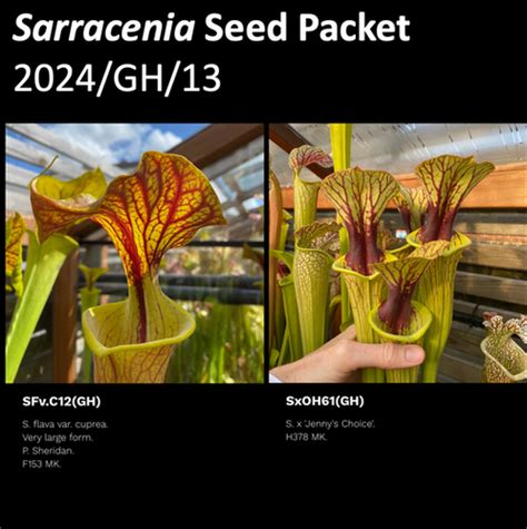Gh Sarracenia Seeds Mysite
