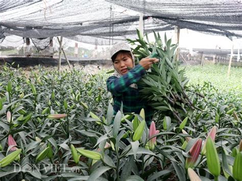Cách Trồng Hoa Lily Loài Hoa đẹp Nhất Thế Giới