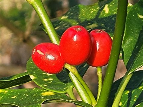 Japanische Aukube (Aucuba japonica) | Japanische Aukube (Auc… | Flickr