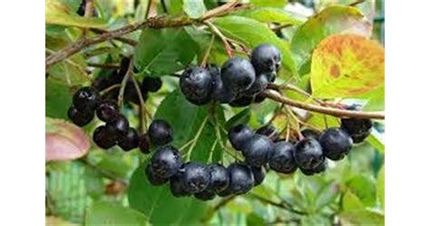 Аронията ненадминат източник на антоцианини Български Фермер
