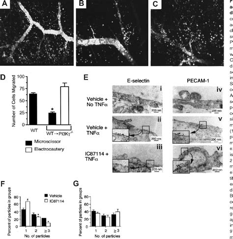Figure 1 From Shedding Light On Class I Phosphoinositide 3 Kinase Activity In Endothelium