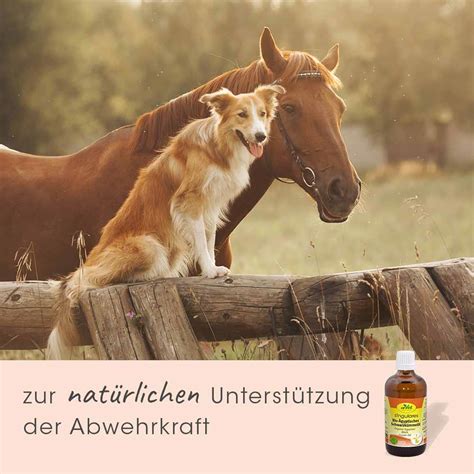 Singulares Bio Ägyptisches Schwarzkümmelöl