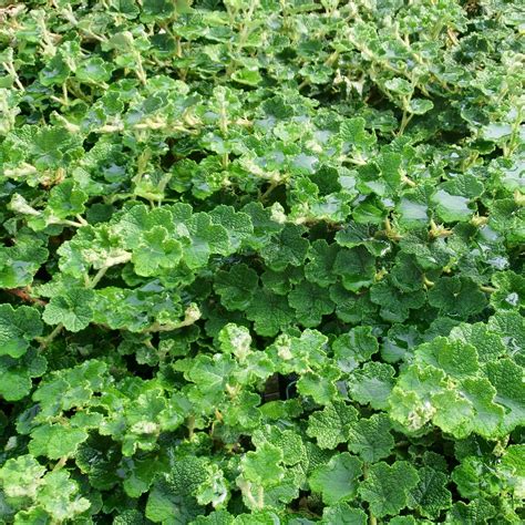 Rubus Calycinoides Creeping Raspberry 1 Evergreen Nursery Inc