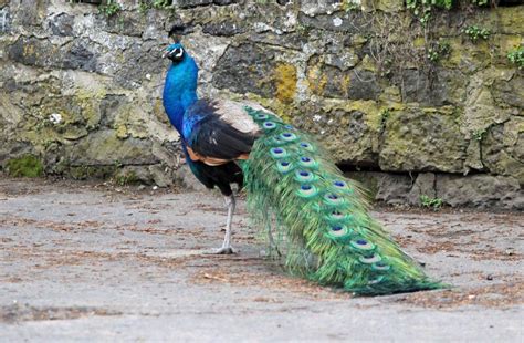 Pfotengangs Welt Morgenspaziergang Der Familie Pfau