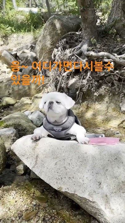 금 사 빠 2탄 그립구나 그때그누나가 Shorts 강아지일상 귀여워 Youtube