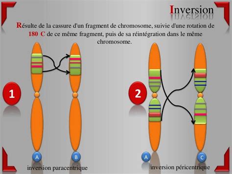 Chromosome Et Chromatine