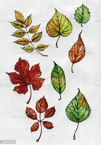 Leafs 0명에 대한 스톡 벡터 아트 및 기타 이미지 0명 개념 드로잉 Istock
