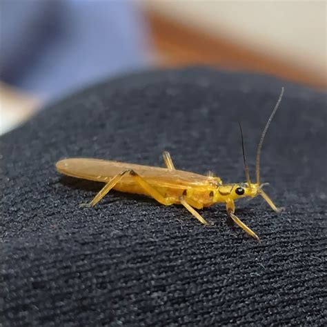 カワゲラ 都鄙往還雑考