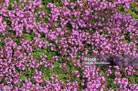 흉선이 Serpyllum 잎과 크리핑 타임에 대한 스톡 사진 및 기타 이미지 크리핑 타임 꽃 식물 분홍 Istock