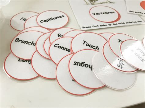 Science Memory Work Cards Cycle 3 DIGITAL DOWNLOAD Etsy