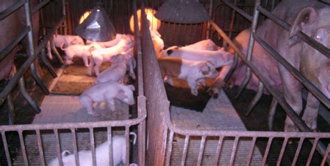 金門豬肉 暫停輸台14天 要聞 工商時報