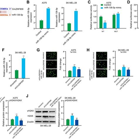 Circznf609 Inhibits Dna Damage In Melanoma Cells A D The A375 And