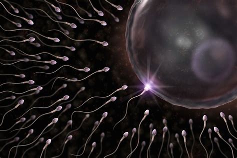 4 Types Of Reproduction