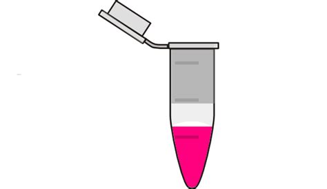 Eppendorf Clip Art At Vector Clip Art Online Royalty Free