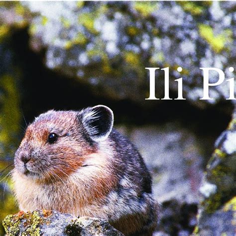 Ili Pika Was Last Seen In 2017 After 20 Years Of Disappearance