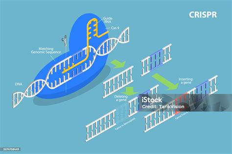 3d Isometric Flat Vector Conceptual Illustration Of Crispr Stock