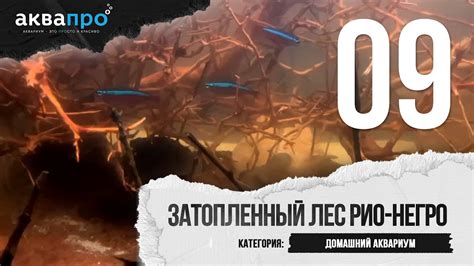 09 Затопленный лес Рио Негро Домашний аквариум Youtube