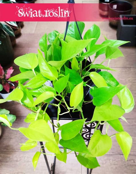 Scindapsus Golden Pothos Epipremnum Świat Roślin Sklep Z Roślinami