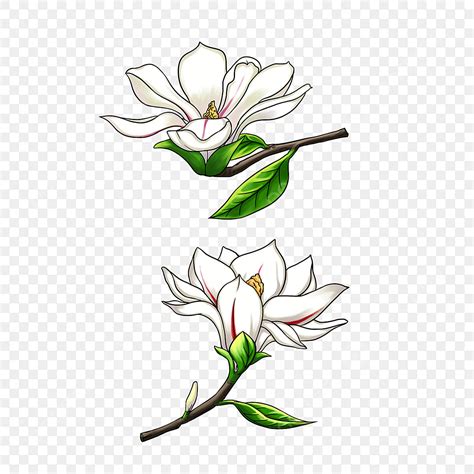 Free White Magnolia Flower Images Best Flower Site