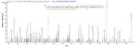 Recombinant Mouse Calreticulin Calr 重组蛋白 武汉华美生物