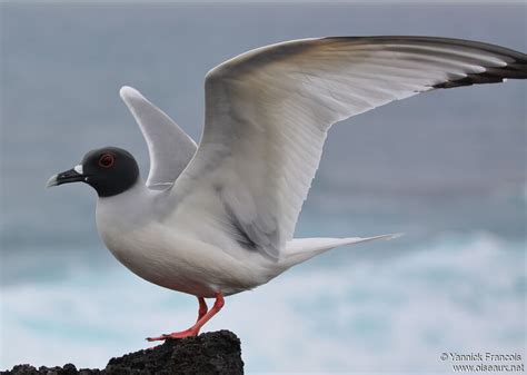 Mouette à Queue Fourchue Adulte Yafr329773