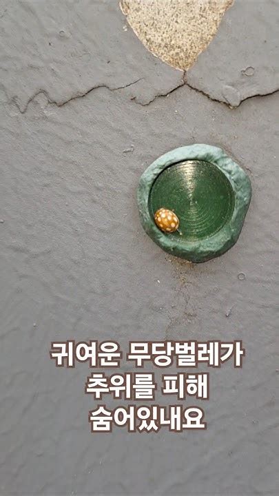 귀여운 무당벌레 겨울나기 동면 겨울잠 겨울 곤충 곤충 동면 동충하초 감기 조심하세요 Youtube