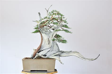 A Primer On Raising Bonsai Trees Beginner Bonsai Joegardener